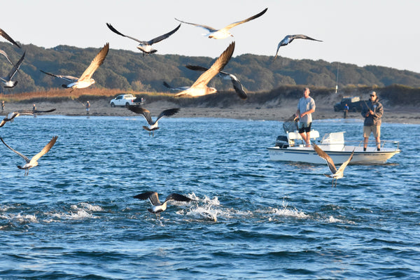The Salt Hatch Chart - What Baits When and Where - The Saltwater Edge